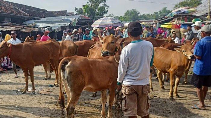 Alasan Pemkab Sampang Relokasi Pedagang Sapi di Pasar Kedungdung ...