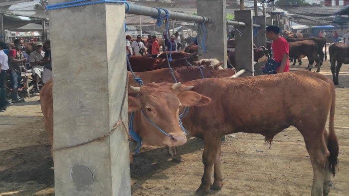 Jelang Idul Adha 2024, Harga Sapi di Pasar Hewan Dimoro Kota Blitar ...