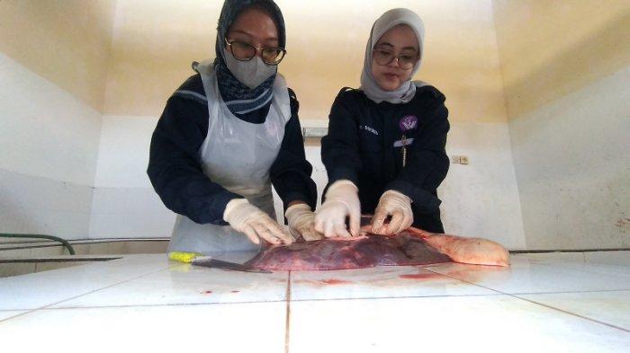 Petugas RPH Magetan Temukan Cacing Hati di Jeroan Sapi, Perketat ...