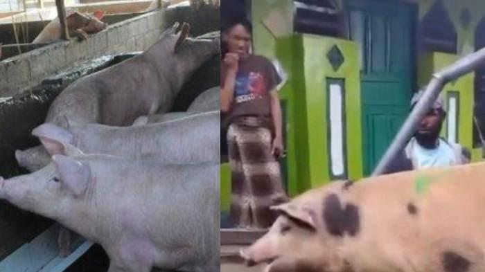 Kisah Unik Mualaf di Papua Berkurban Babi, Sosok Ustadz Hanya Senyum ...