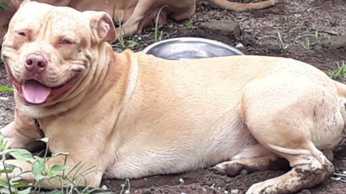 Pertolongan Pertama saat Digigit Anjing, Perhatikan Juga Ciri-ciri ...