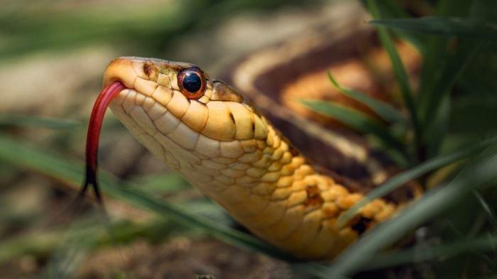 Arti Mimpi Digigit hingga Dikejar Ular Pertanda Perlu Introspeksi Diri ...