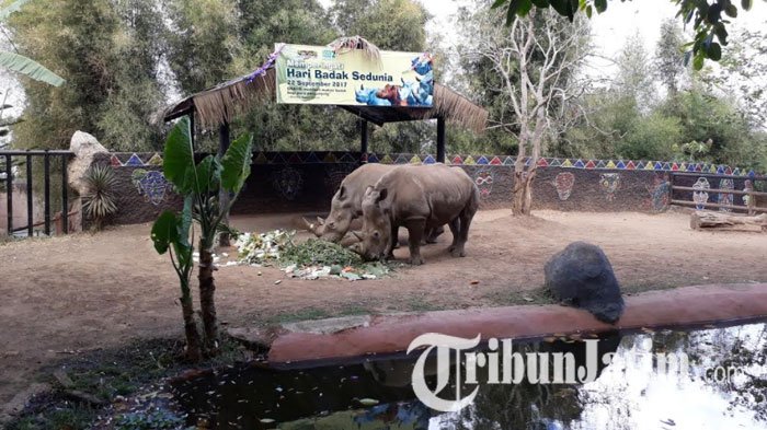 Masa Hamil Badak 16 Bulan, Batu Secret Zoo Akan Tambah Koleksi Badak ...