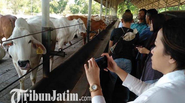 Wujudkan Swasembada Daging Nasional, JAPFA Mulai Kembangkan Sapi Jenis ...