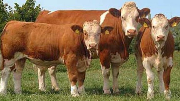 8 Arti Mimpi Sapi yang Perlu Diketahui, Mimpi Beli Sapi Pertanda Baik ...