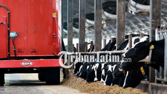 Terobosan Susu Segar Anti Eneg, Produksi Susu Sapi A2 Pertama di ...