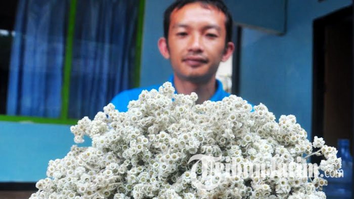 Mengenal Sosok Pemetik Bunga Abadi Gunung Wilis - Tribunjatim.com