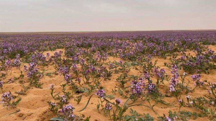 Fenomena Lavender Mekar di Gurun Arab Saudi Dikaitkan Tanda Akan Kiamat ...