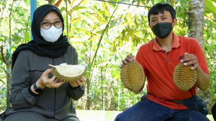Durian Boneng asal Banyuwangi Laris Manis Diburu Pembeli, Dagingnya ...