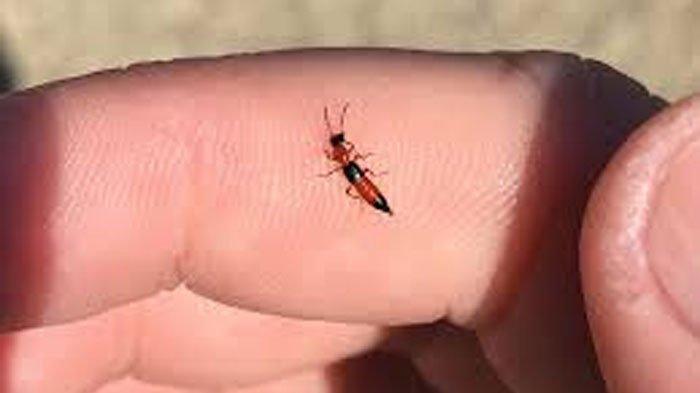 Cara Mengusir Semut Charlie atau Tomcat dari Rumah Meski Jadi Sahabat ...