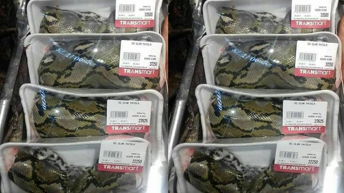 Waduh, Daging Ular Piton Dijual di Supermarket, Bikin Netizen Heboh ...