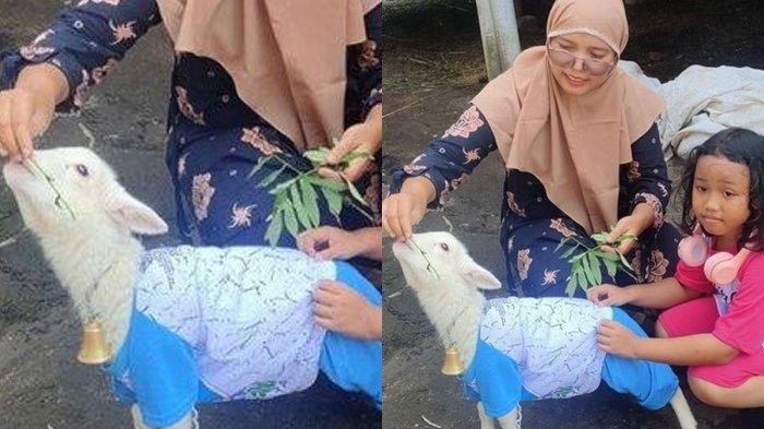 Sosok Pemilik Domba Cemot Viral Pakai Popok Bak Bayi, Sering Gendong dan Ajak Jalan-jalan ke ...
