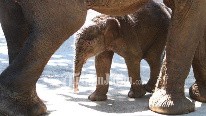 Imut dan Lucunya Dumbo, Bayi Gajah Sumatera yang Lahir di Batu Secret Zoo Jatim Park ...