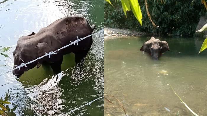 Kesaksian Petugas Hutan soal Gajah Hamil Mati Berdiri karena Makan ...