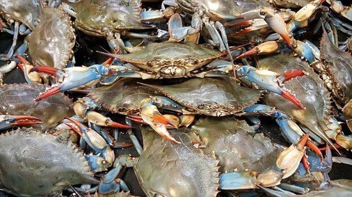 Harga Kepiting Melejit Jelang Imlek 2023, Pasar Tradisional Situbondo ...