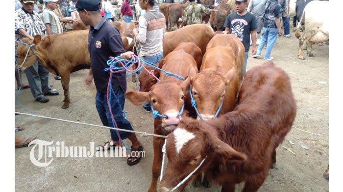 Produktivitas Daging Sapi Lokal Dinilai Melimpah, Pemkab Malang Tak ...
