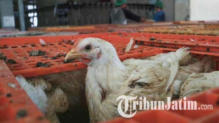 Bisnis Potong Ayam di Jawa Timur Makin Moncer, Darbe Meats Siap Tembus ...