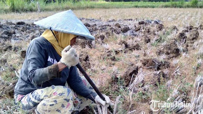 Kemarau Panjang Ancam Ketahanan Pangan, Kementan Siapkan Program Antisipasi El Nino ...