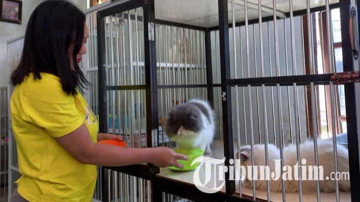 Berawal dari Hobi, Pria di Kediri Bisa Raup Untung Puluhan Juta Rupiah ...