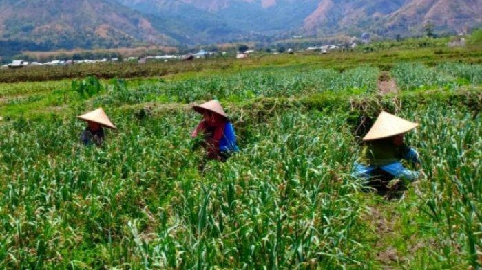 Cara Daftar Petani Milenial, Gaji Rp 10 Juta per Bulan, Bisa Daftar Online Cukup 7 Langkah Saja ...