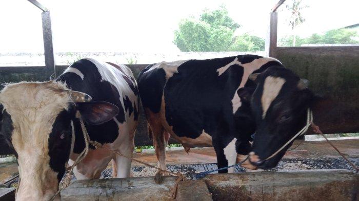Sapi di RPH Kota Malang Positif PMK, Dispangtan Kota Malang Langsung ...