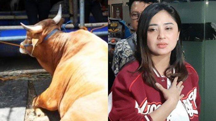 Tetangganya Anies Baswedan, Dewi Perssik Tak Ingin Masalah Hewan Kurban Dikaitkan Isu Politik ...