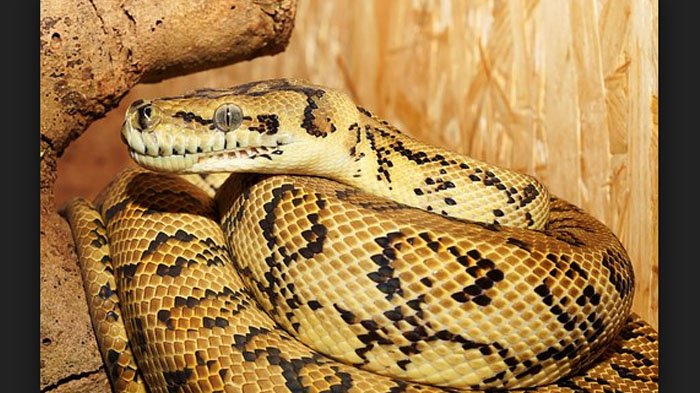 Ular Piton Raksasa Kembali Muncul, dan Serang Petani - Tribunjatim.com