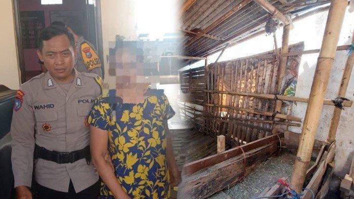 Pulang Kerja Merantau, ART Malah Disekap Suami di Kandang Sapi ...
