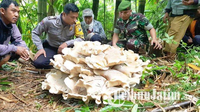 Heboh Warga Magetan Temukan Jamur Raksasa di Rumpun Bambu, Diameter 1,5 ...