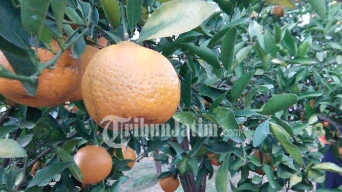 Kementerian Pertanian Punya Varietas Jeruk Lokal Baru, Bijinya Sedikit ...