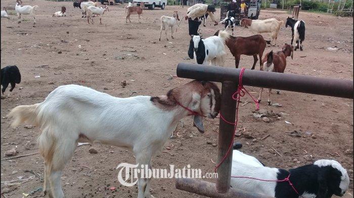 Jelang Idul Adha 2020, Berikut Harga Hewan Kurban Terbaru, Kambing Dijual Rp 1,5 Jutaan ...
