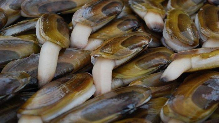 Kerang Lorjuk, Seafood Langka yang Jadi Kuliner Madura Khas Pesisir dan ...