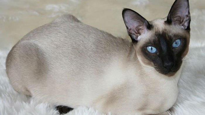 Sederet Ras Kucing Rumahan Paling Langka di Dunia, mulai 'Botak' hingga ...