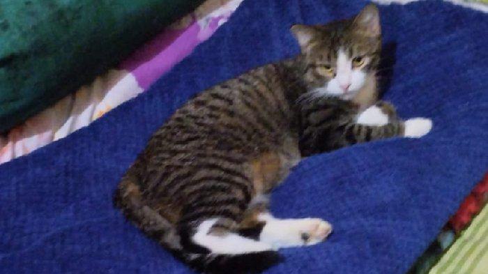 Sunat Kucing Kesayangan, Pasangan Suami Istri di Banyuwangi Nanggap ...