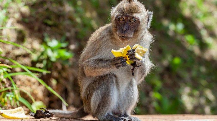 8 Fakta Menarik Monyet Ekor Panjang (Macaca Fascicularis) yang ...