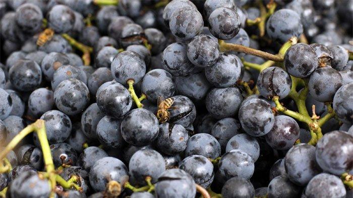 Manfaat Anggur Concord yang Tinggi Kandungan Vitamin C dan Antioksidan ...