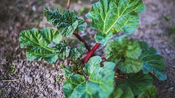 INFO SEHAT - 6 Manfaat Kelembak Bagi Kesehatan, Bisa Cegah Sembelit ...