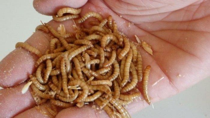 Berani Makan Mealworm? Cacing Kaya Protein, Rasa Bak Daging jika Diolah ...