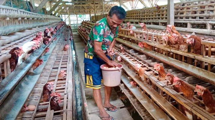 Curhat Peternak Terancam Gulung Tikar saat Harga Telur Sedang Naik ...