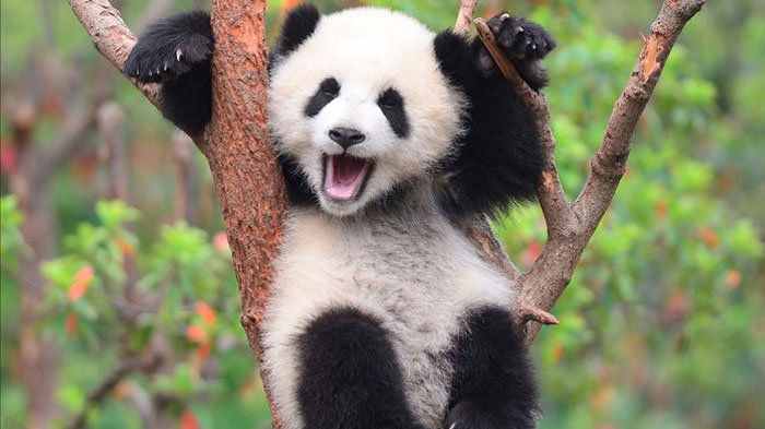 Bikin Gemas, Yuk Lihat Kelucuan Tingkah Polah Giant Panda di Taman ...