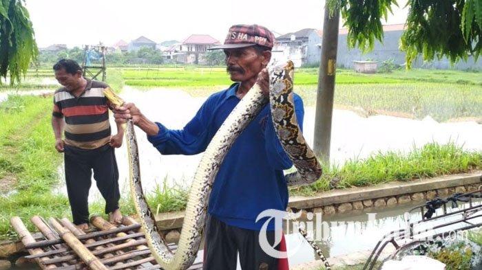 GEGER Warga di Sumenep Temukan Ular Sanca 3 Meter & Kobra, Muncul di ... GEGER Warga di Sumenep Temukan Ular Sanca 3 Meter & Kobra, Muncul di ...