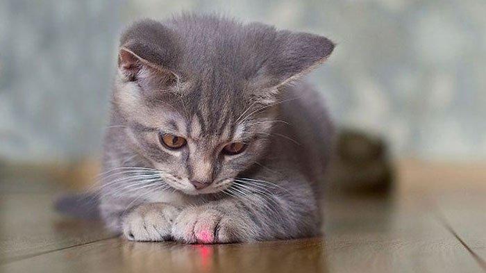 Pesta Ulang Tahun 3 Kucing Habiskan Rp50 Juta, Ada Orkes Dangdut Undang 12 Biduan, Pemilik ...