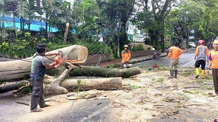 Pohon Sengon Buto Setinggi 25 Meter di Kota Malang Tumbang, Robohkan ...