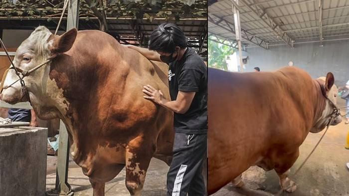 Penampakan Sapi Kurban 'Megalodon' 1,3 Ton Milik Atta Halilintar, Hampir Seruduk Ameena? Aurel ...