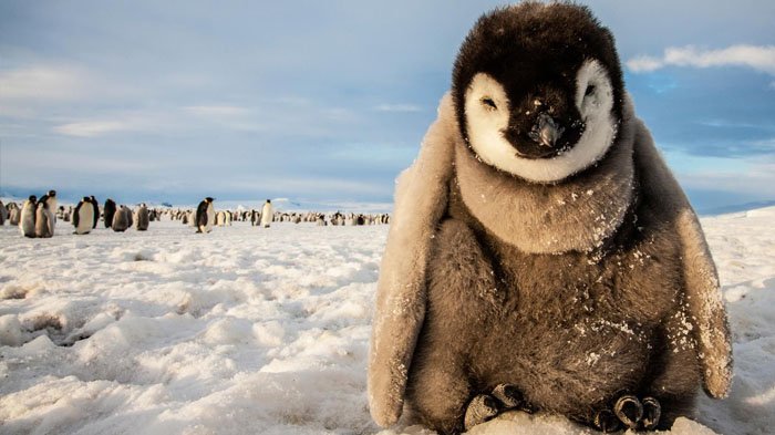 10 Foto Gemas Penguin di 'World Penguin Day', Si Burung Bertuxedo yang ...