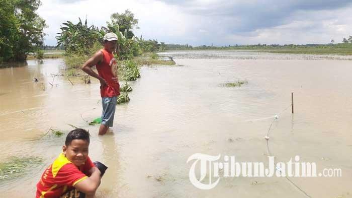 Banjir di Lumajang Rendam Puluhan Hektare Sawah, Petani Terancam Gagal Panen - Tribunjatim.com