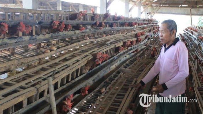 Harga Telur Broiler Merosot, Peternak Ayam Petelur di Lamongan ...