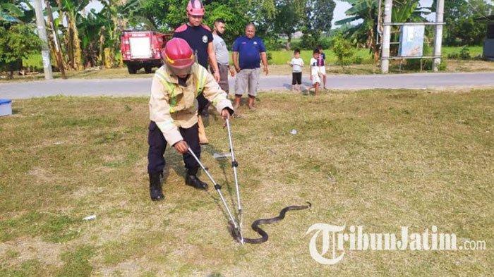 Ular Kobra Naja Sputatrik Muncul di Kawasan Perumahan Bojonegoro ...