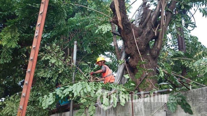 Ranting Pohon Bisa Jadi Penyebab Korsleting dan Mati Listrik, Begini ...