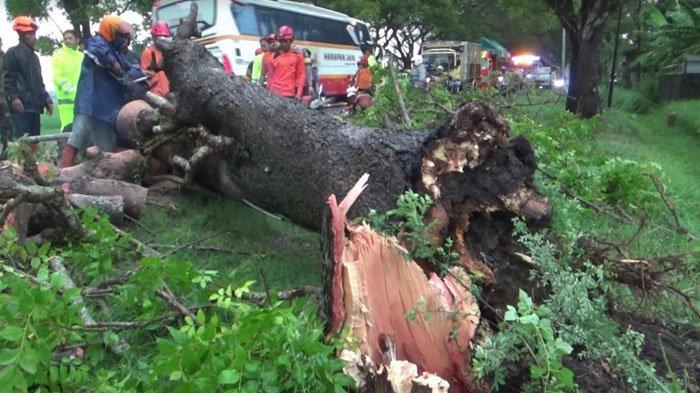 Pohon Besar Tumbang Dilanda Hujan dan Angin Kencang, Lalu Lintas Jalan Ngawi-Magetan Sempat ...